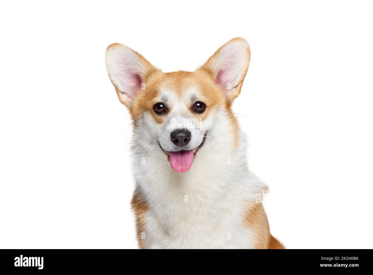 Beautiful white brown Welsh corgi dog isolated on white studio ...
