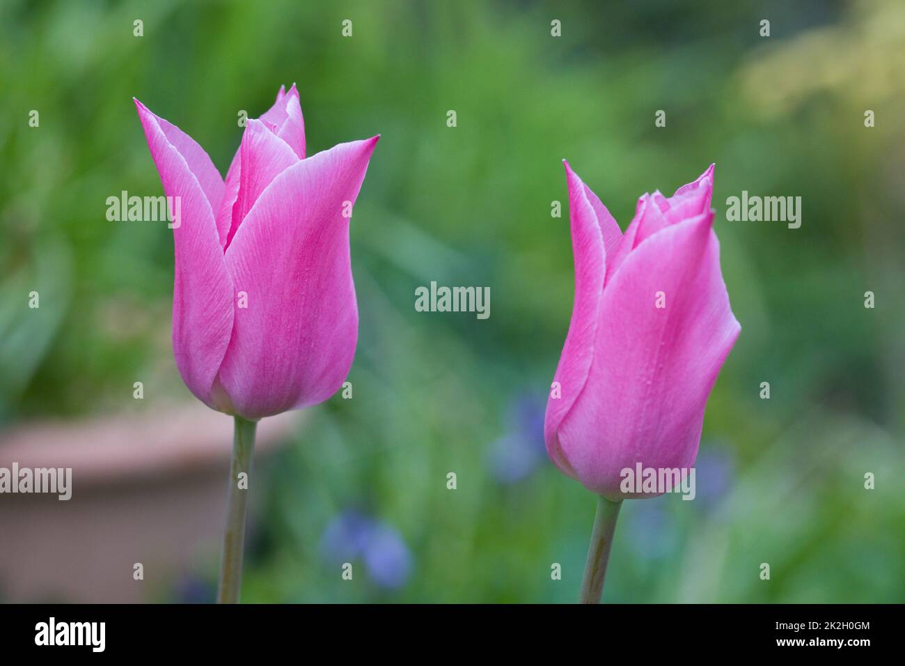 Pink tulip petals in a garden in springtime, England, United Kingdom ...