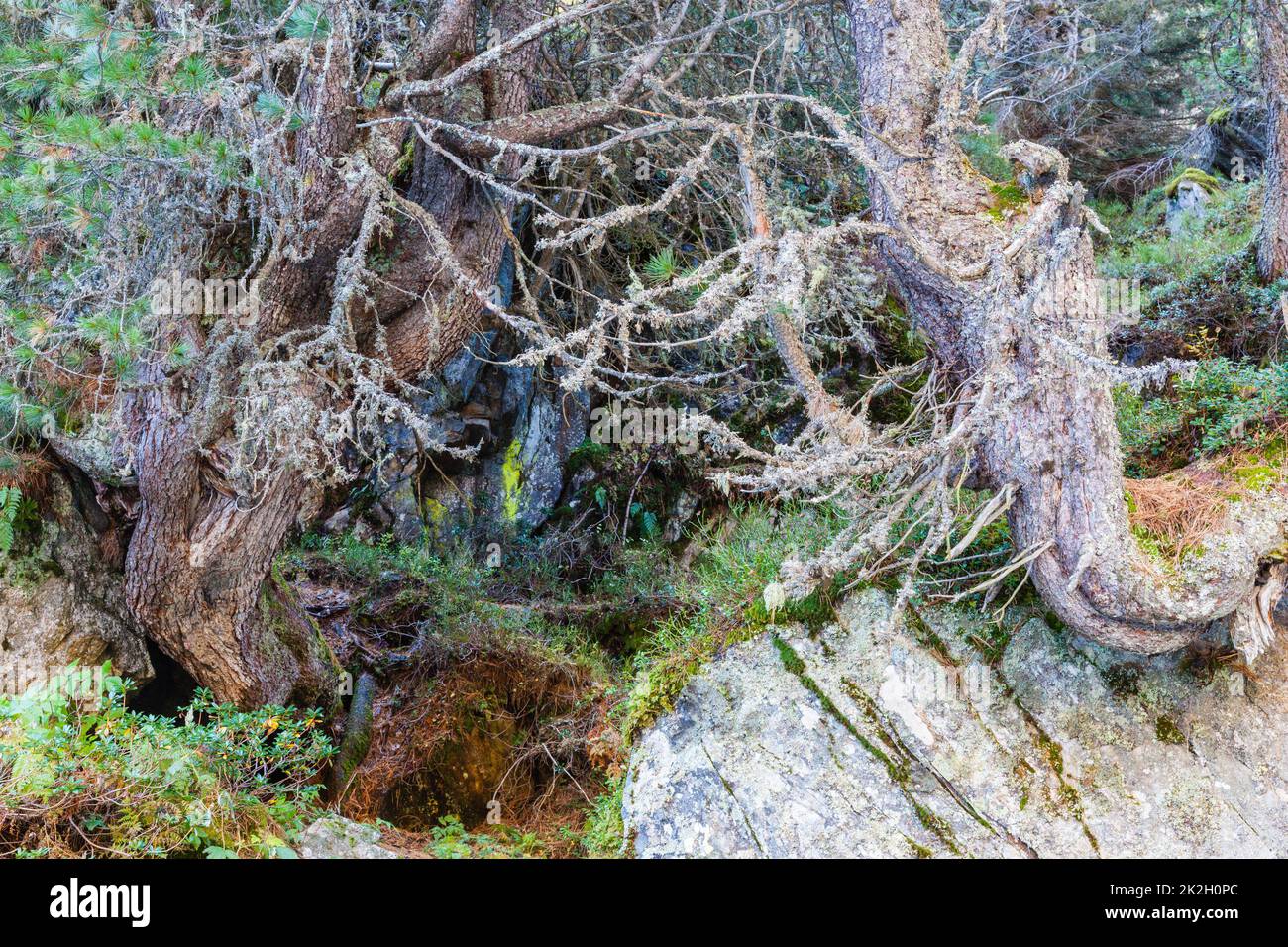 Old growth Pine tree forest Stock Photo - Alamy