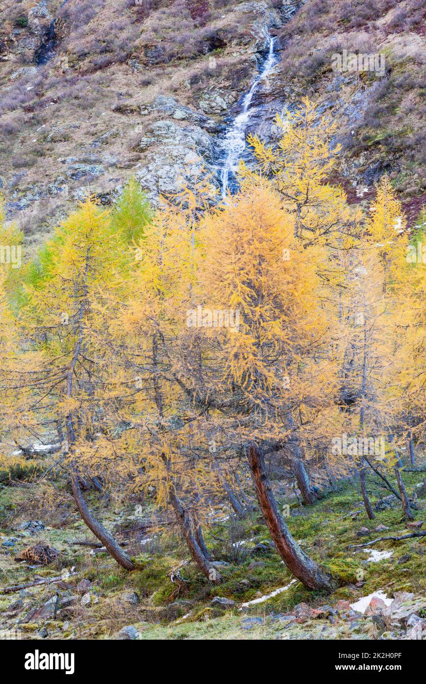 Old Larch tree forest in autumn Stock Photo - Alamy