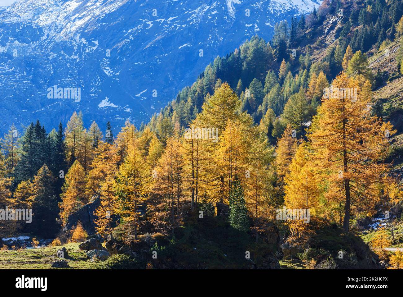 Larch grove hi-res stock photography and images - Alamy