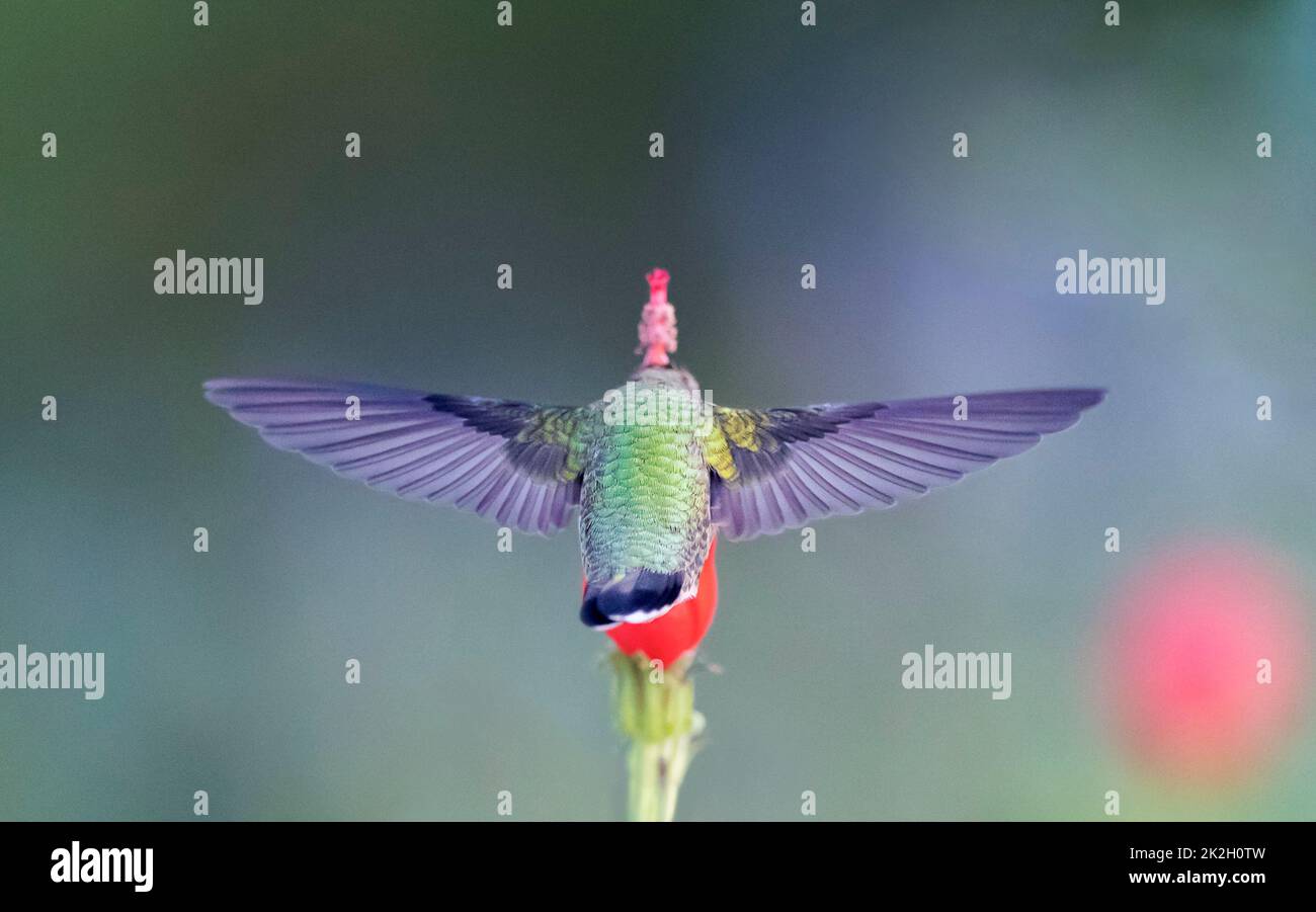 Hummingbird flying pink flowers hi-res stock photography and images - Alamy