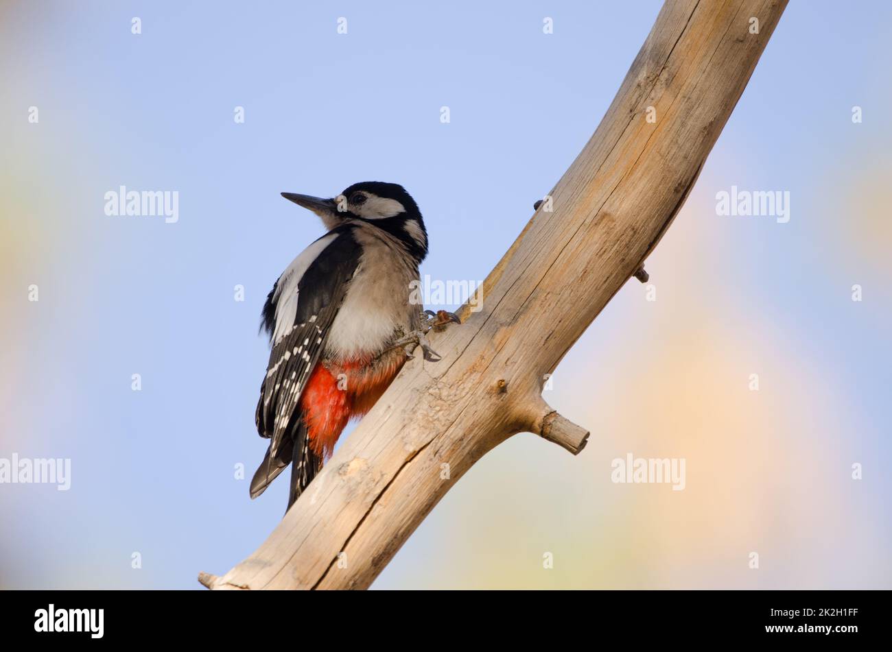 Great spotted woodpecker Stock Photo - Alamy