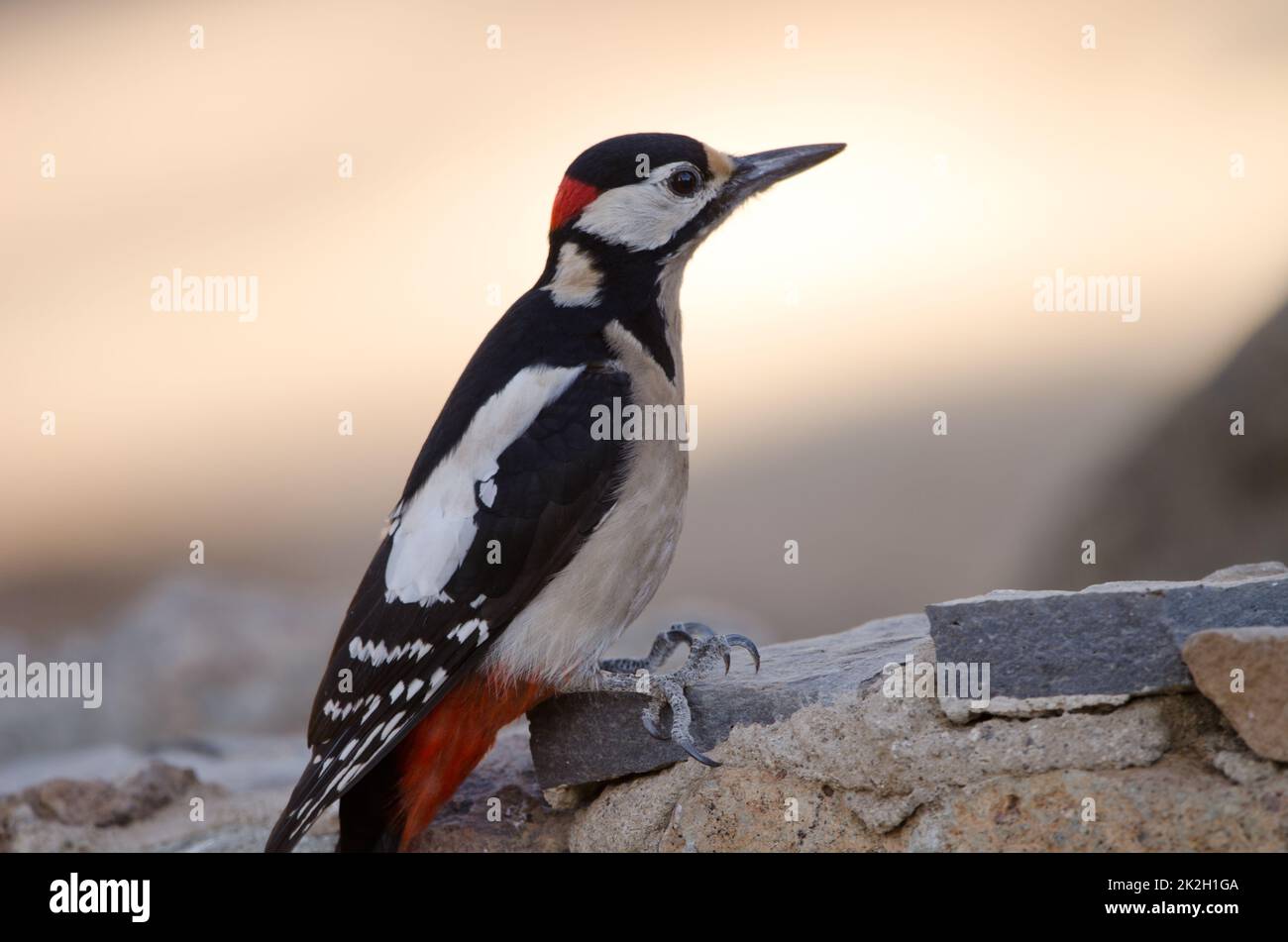 Great spotted woodpecker one hi-res stock photography and images - Alamy