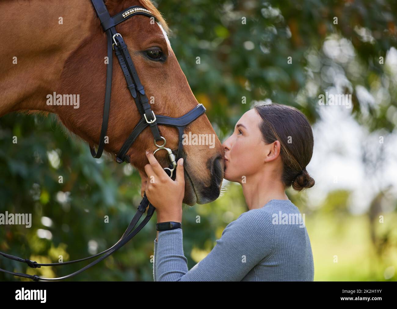 Horse lungs hi-res stock photography and images - Alamy
