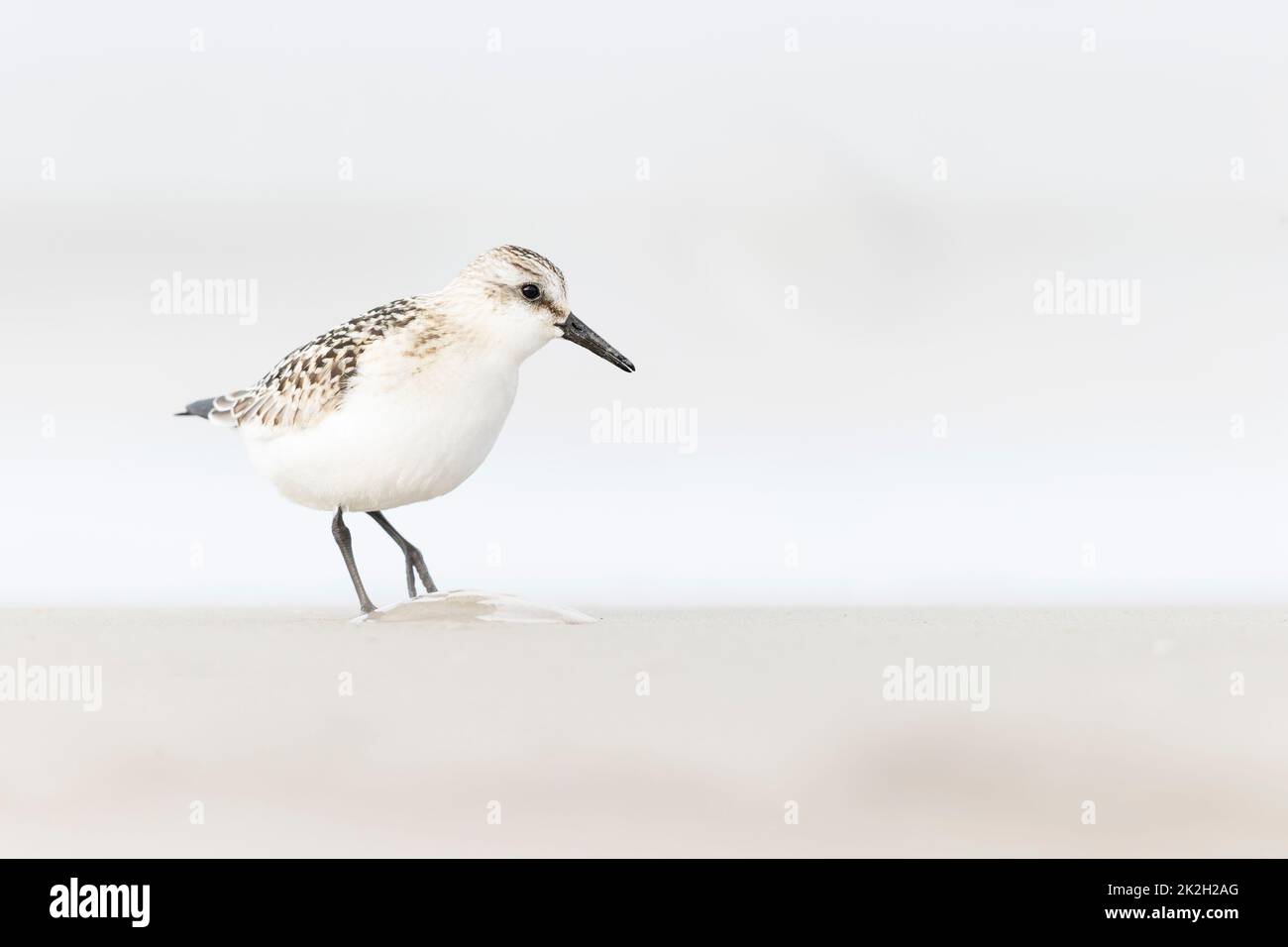 A sanderling (Calidris alba) foraging during fall migration on the ...