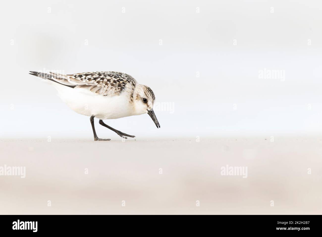 A sanderling (Calidris alba) foraging during fall migration on the ...