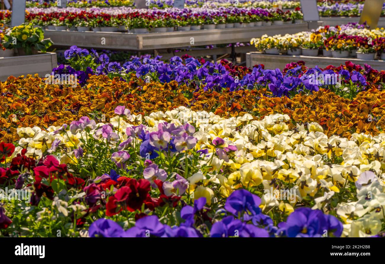 Horned pansy flowers Stock Photo - Alamy