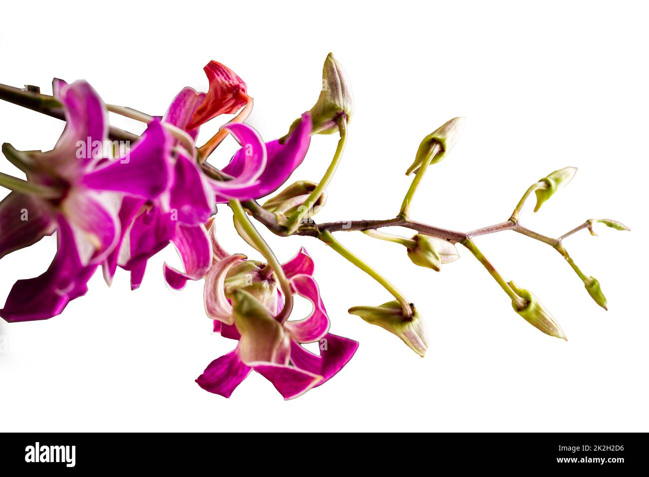 A sprig of a dendrobium orchid with purple flowers and some still in ...