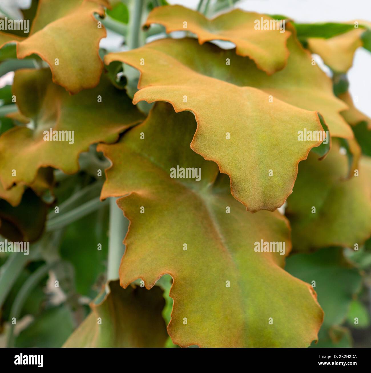 Felt bush leaves Stock Photo - Alamy