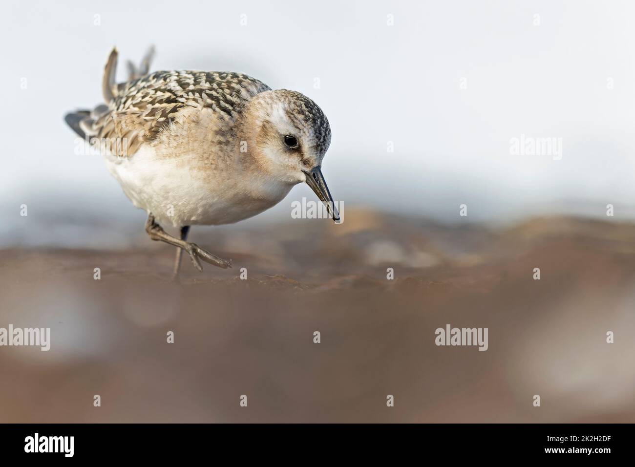 A sanderling (Calidris alba) foraging during fall migration on the ...