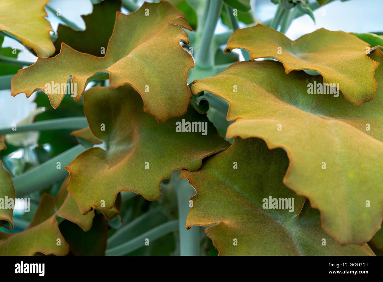 Felt bush leaves Stock Photo - Alamy