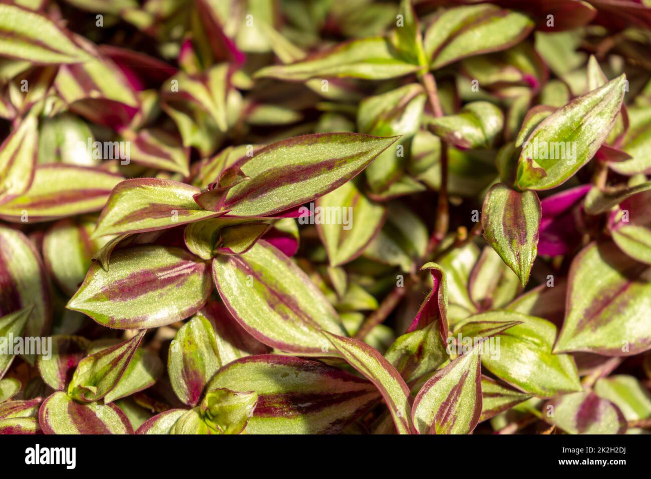 Bicolor green leaves hi-res stock photography and images - Alamy