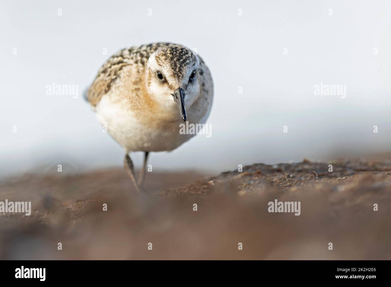 A sanderling (Calidris alba) foraging during fall migration on the ...