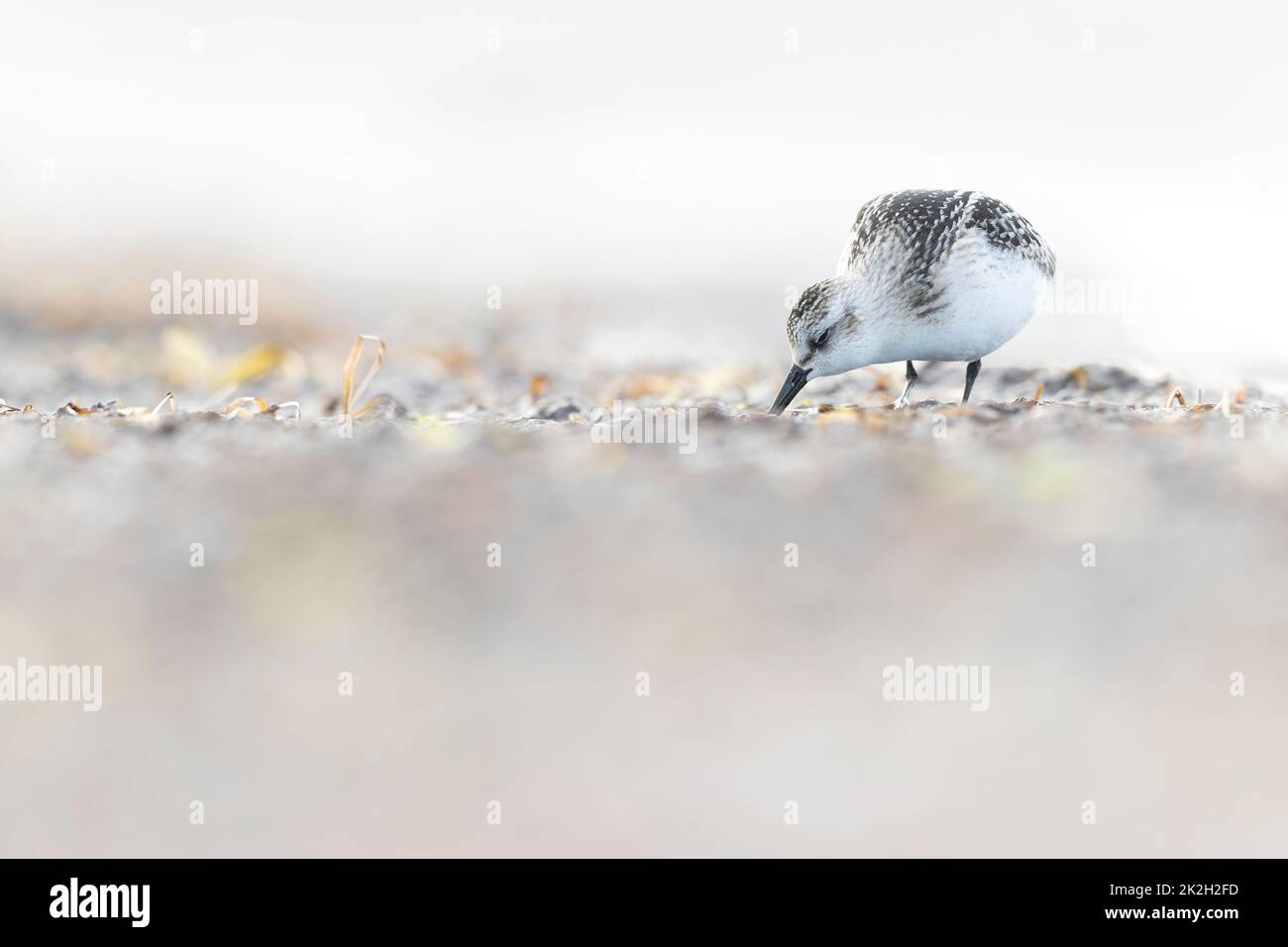 A sanderling (Calidris alba) foraging during fall migration on the ...