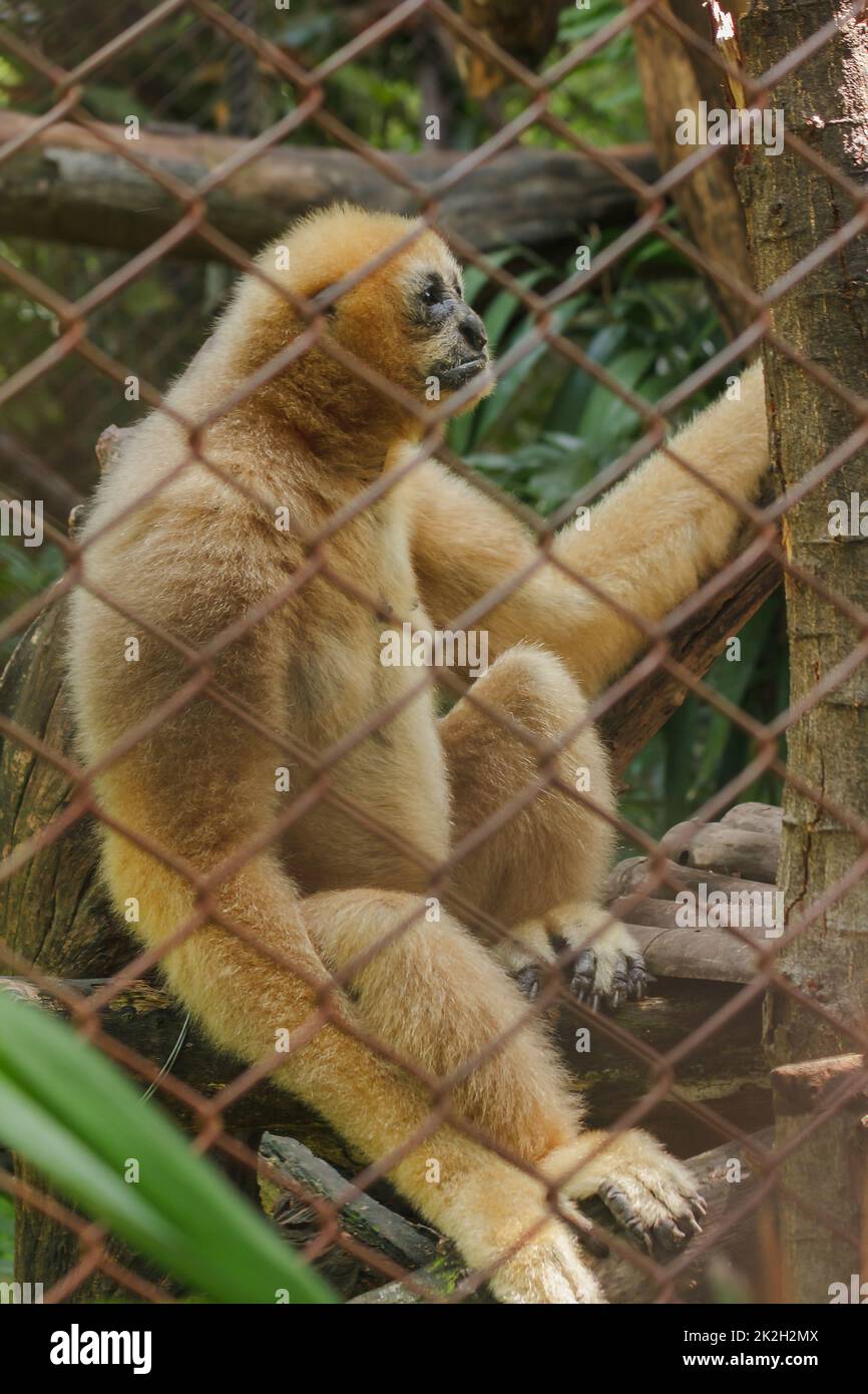 Northern white-cheeked gibbon in a cage.Females have pale yellow hairs ...