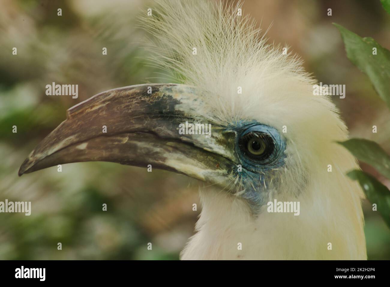 White crested hornbill in cage hi-res stock photography and images - Alamy