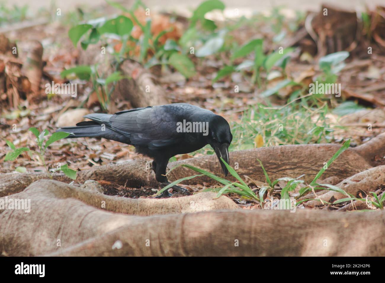 Crow walking on the ground Find insects to eat as food Stock Photo - Alamy