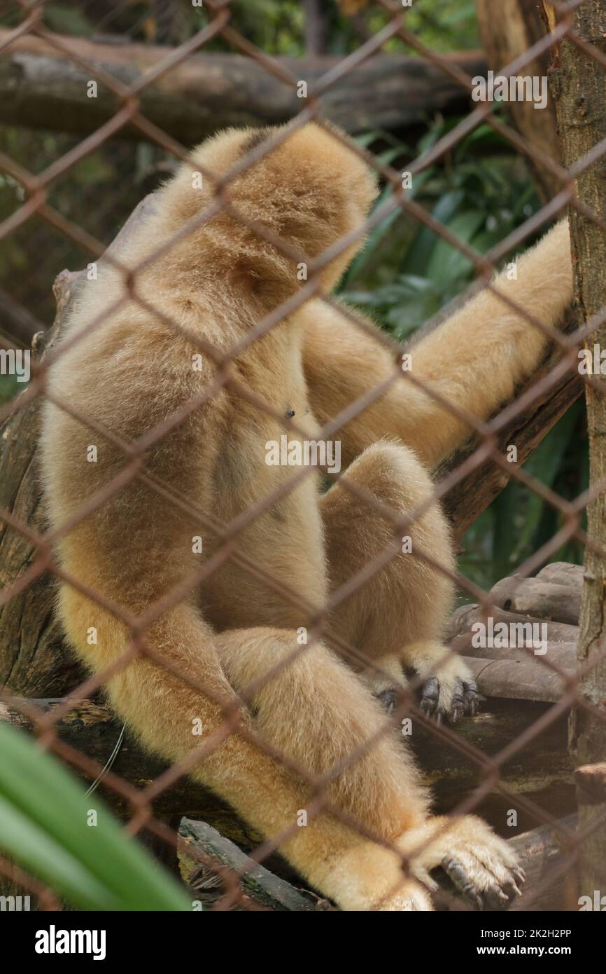 Northern white-cheeked gibbon in a cage. Females have pale yellow hairs ...