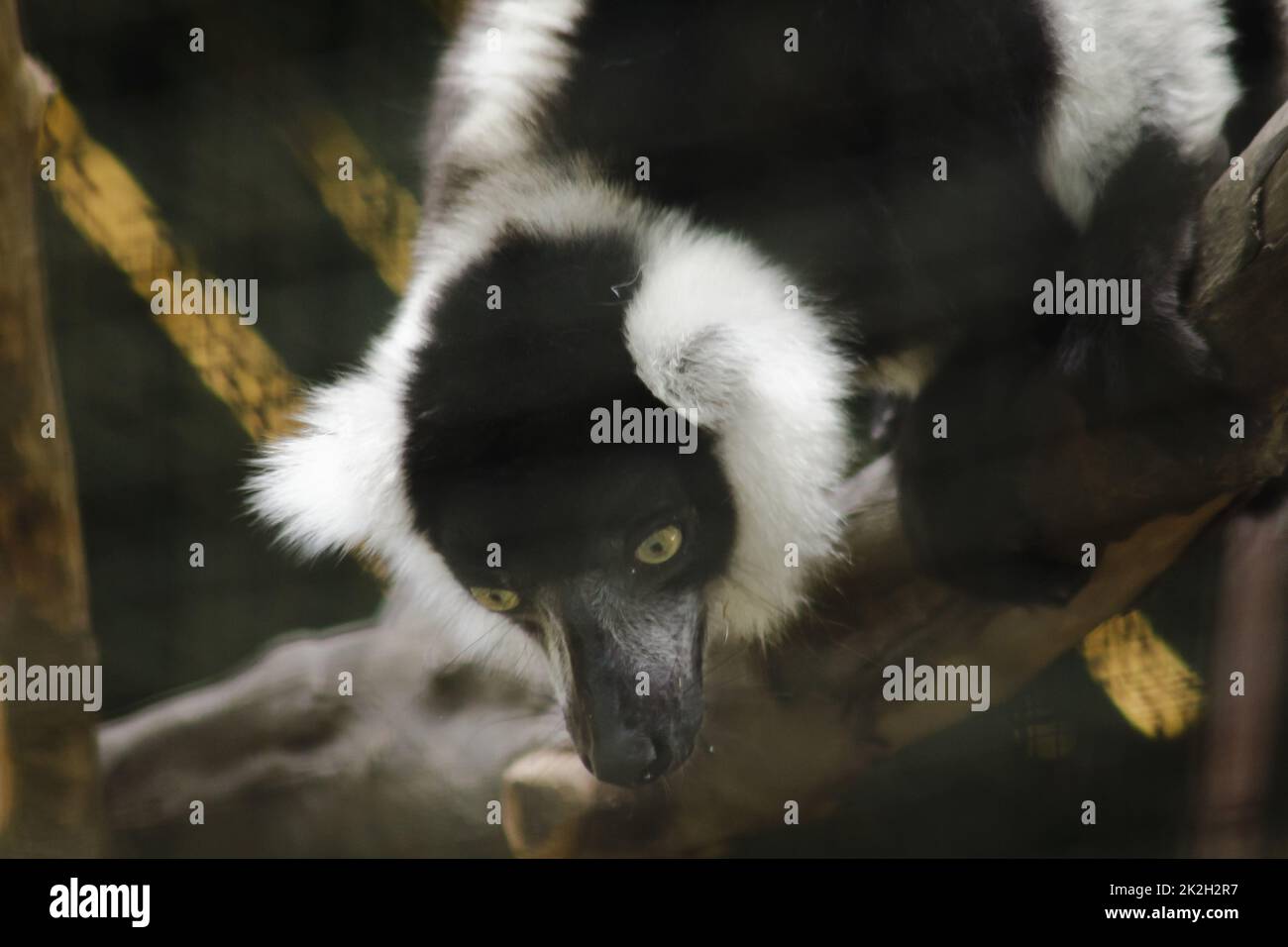 Ruffed Lemur is a mammal. Is a colorful animal that has a black body ...