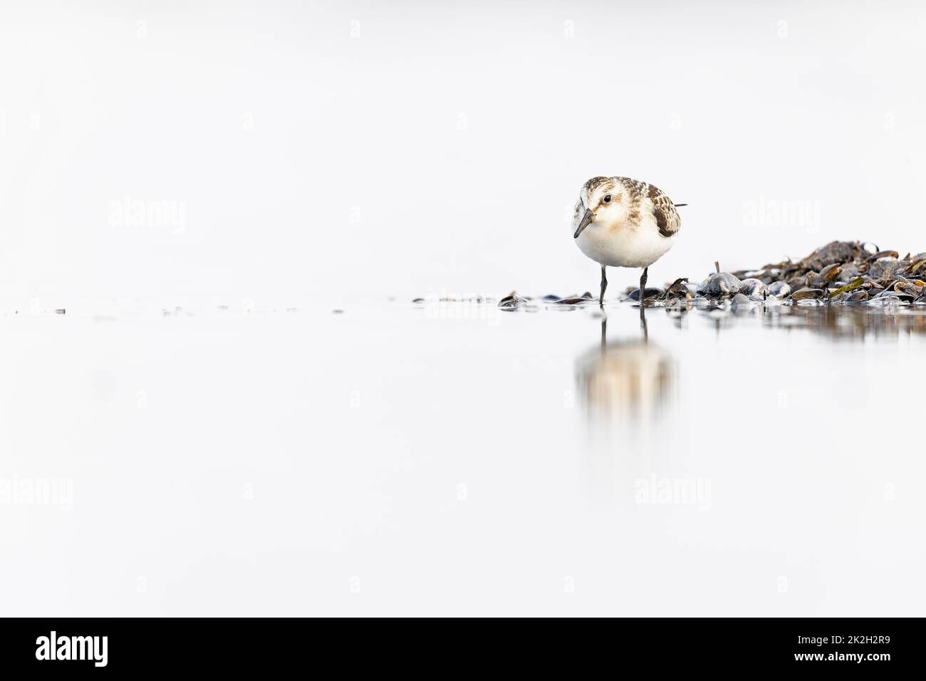 A sanderling (Calidris alba) foraging during fall migration on the ...