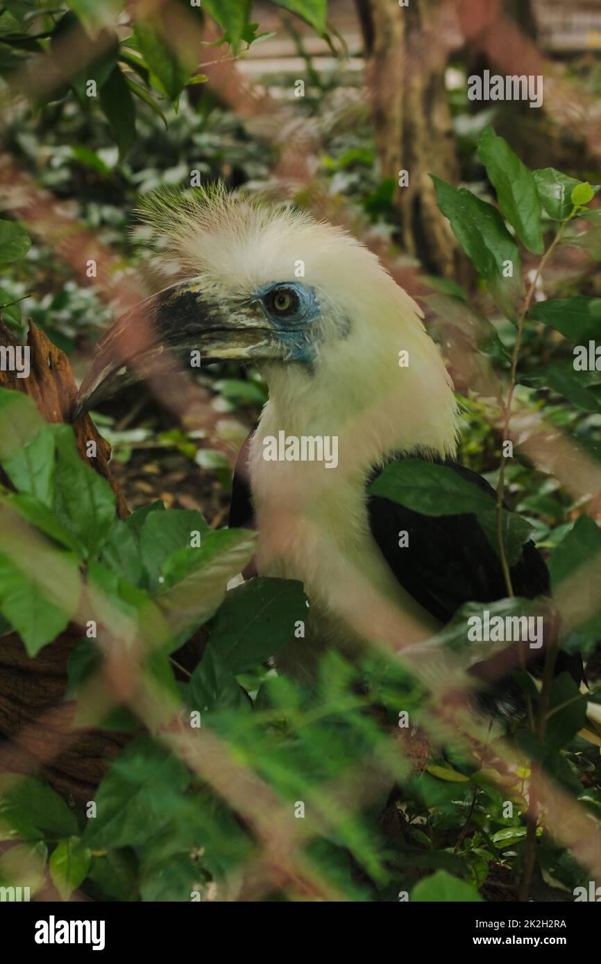 White-crowned Hornbill is in the cage. The fur is fluffy white head. In ...