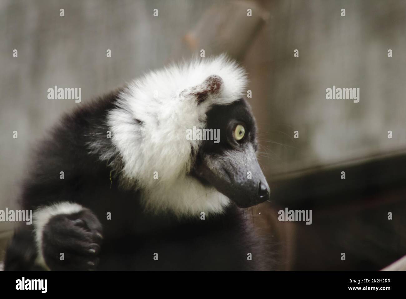 Ruffed Lemur is a mammal. Is a colorful animal that has a black body ...