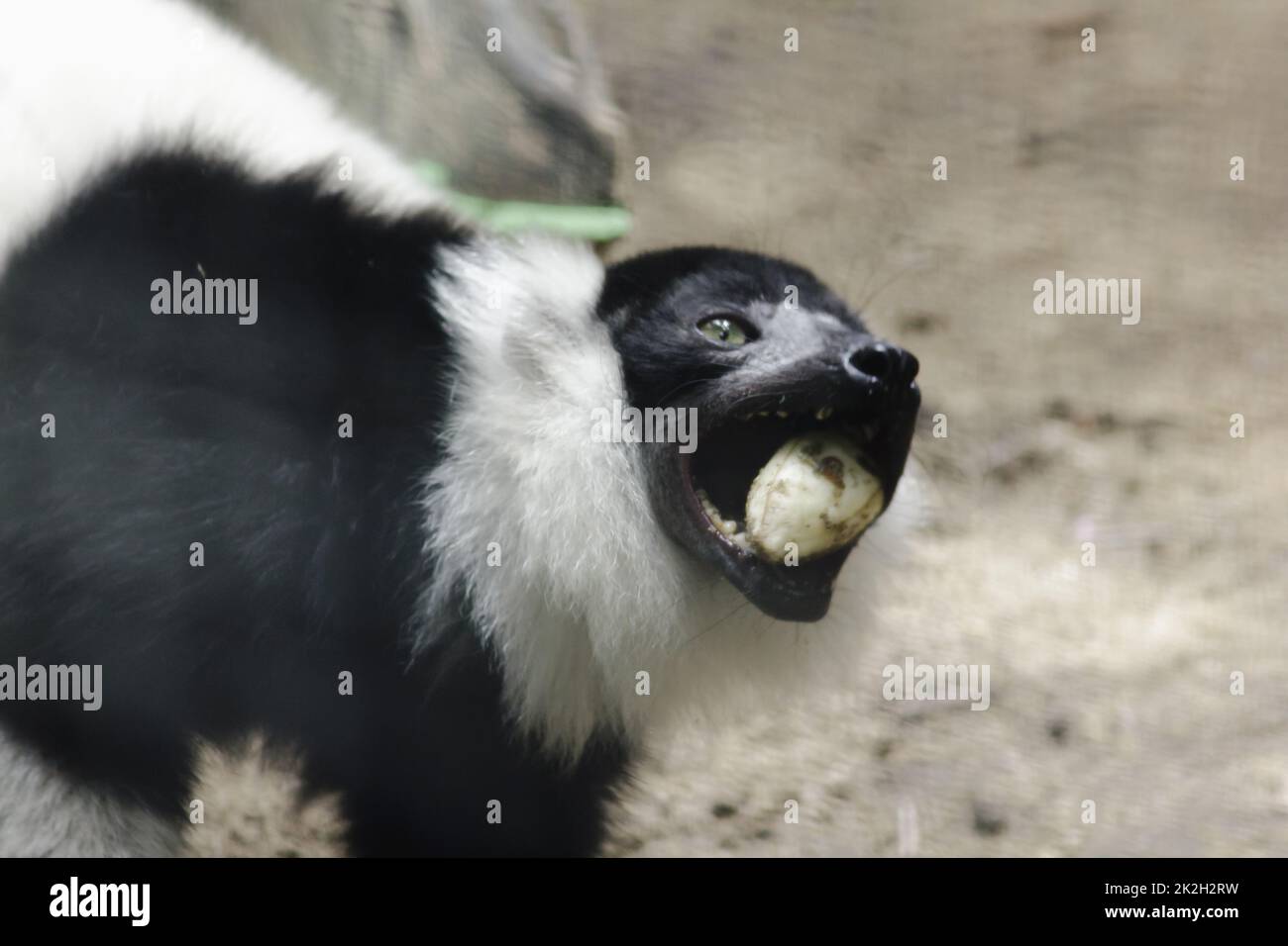 Ruffed Lemur is a mammal. Is a colorful animal that has a black body ...