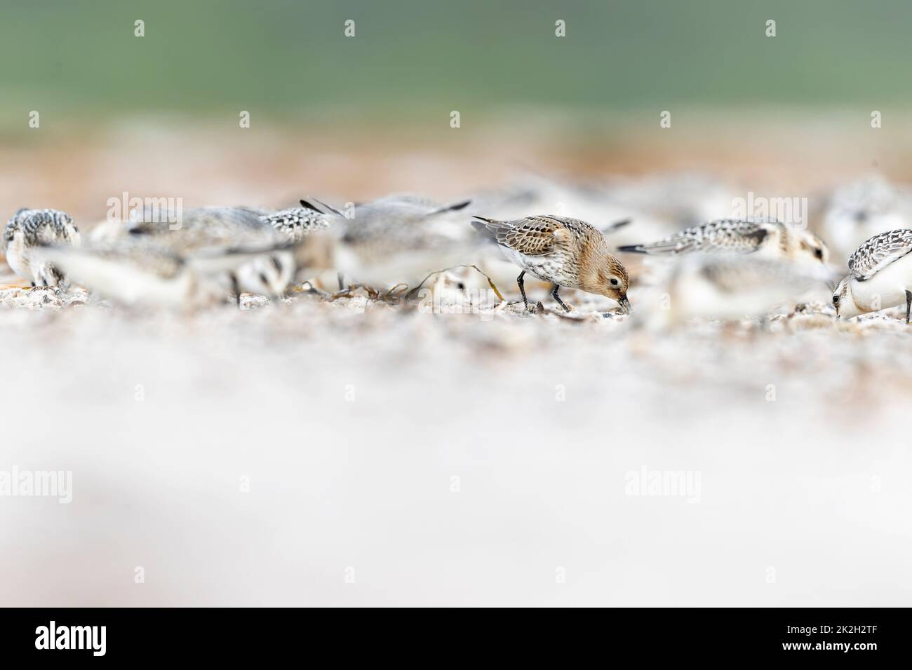 A sanderling (Calidris alba) foraging during fall migration on the ...