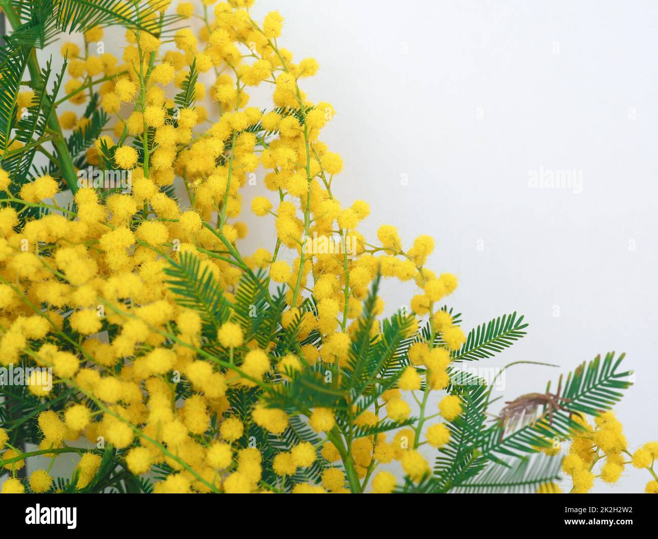 mimosa sc. name Acacia dealbata yellow flower Stock Photo - Alamy