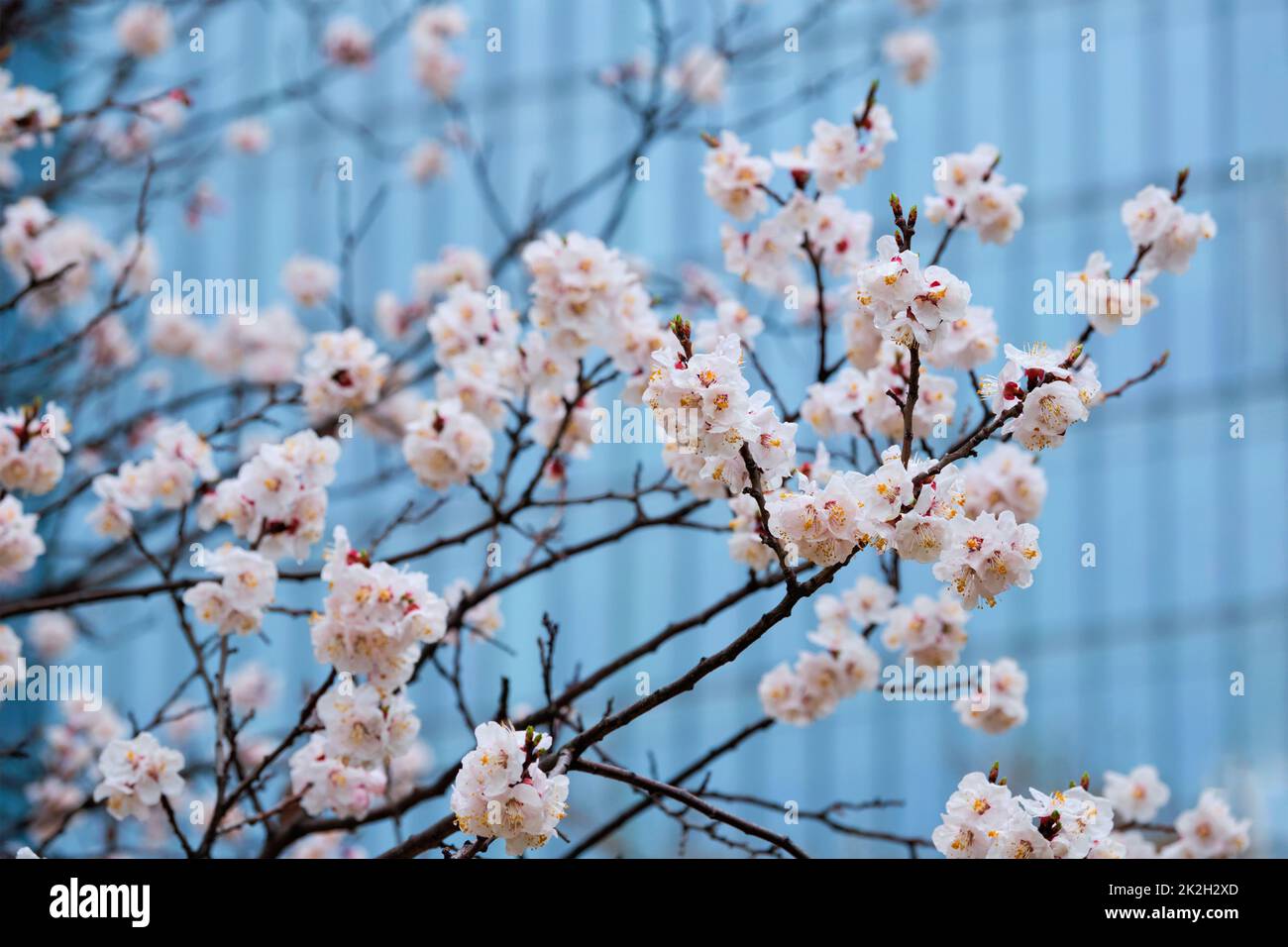 Beautiful pink sakura flowers close hi-res stock photography and images ...