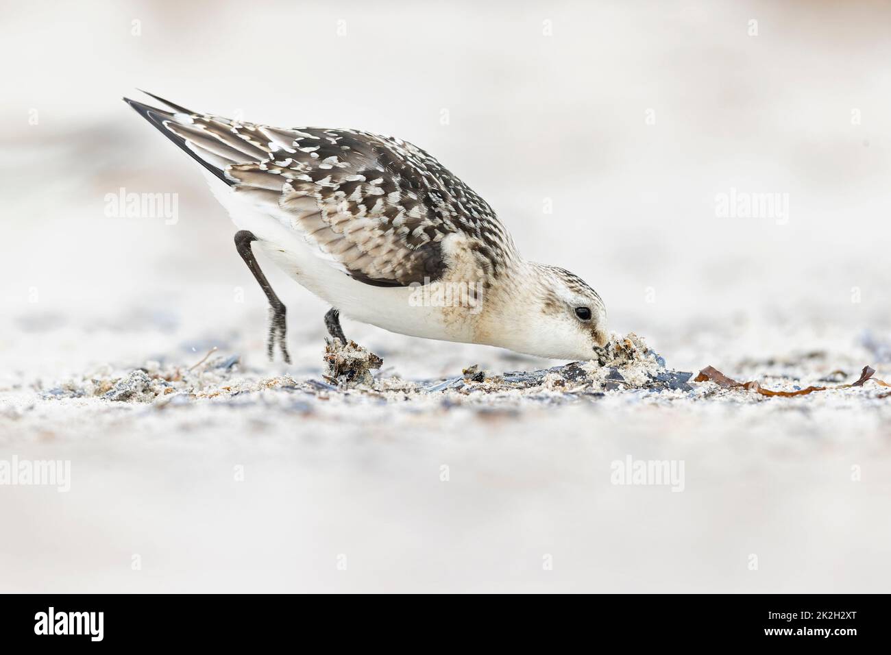 A sanderling (Calidris alba) foraging during fall migration on the ...