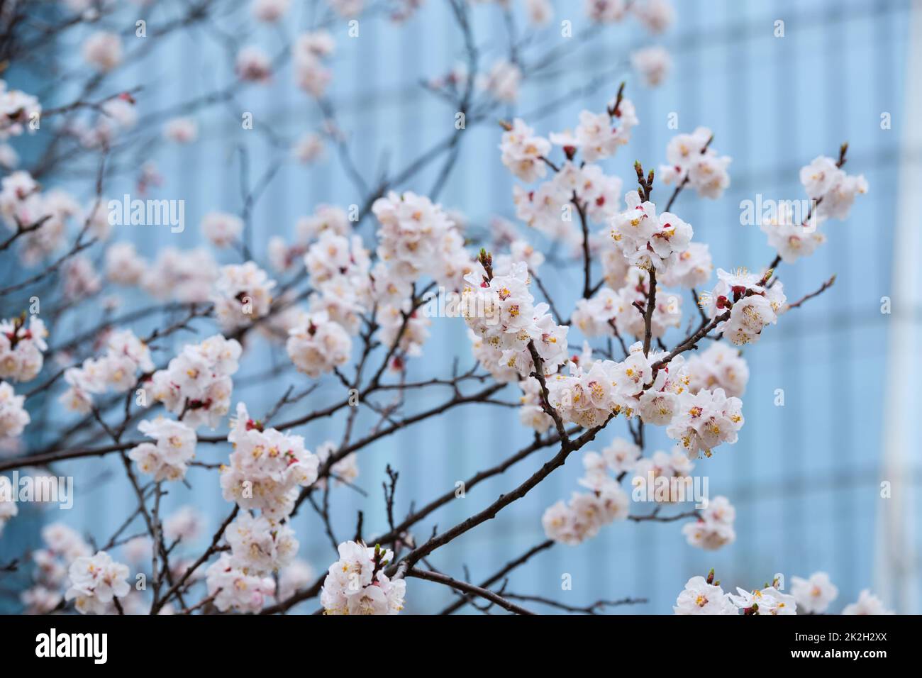 Beautiful pink sakura flowers close hi-res stock photography and images ...