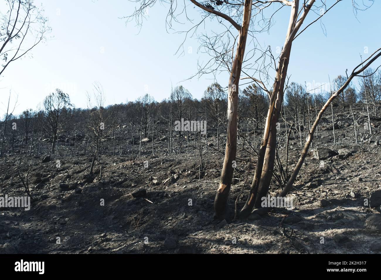 Aftermath the forest fire at Derya site Seferihisar Doganbey Turkey ...