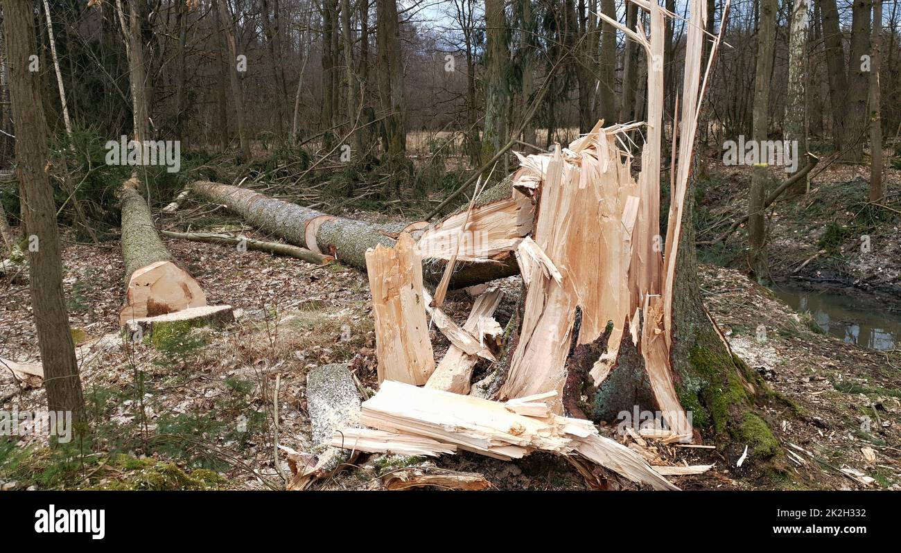 Broken tree hi-res stock photography and images - Alamy