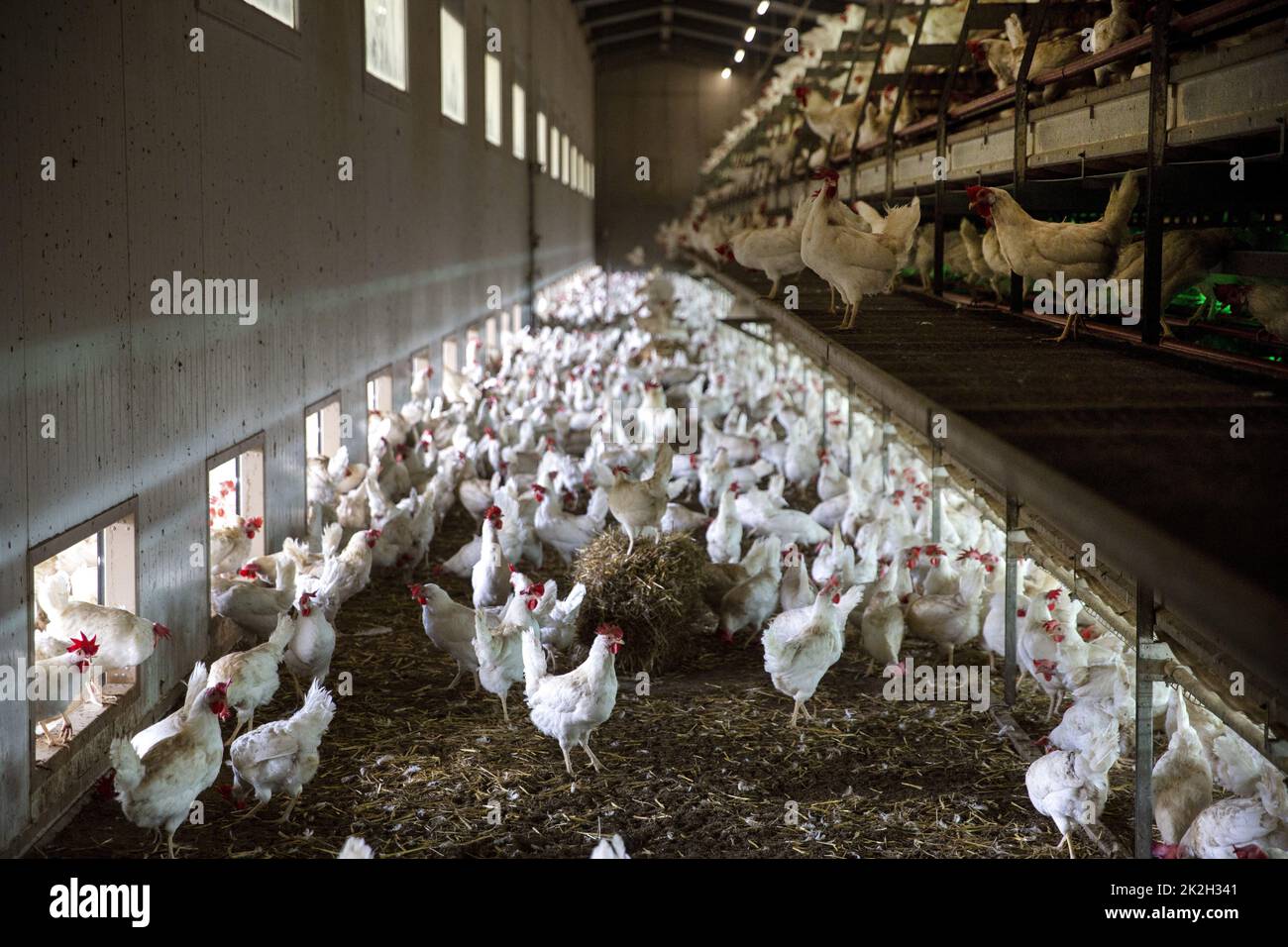 Lohmann chicken hi-res stock photography and images - Alamy