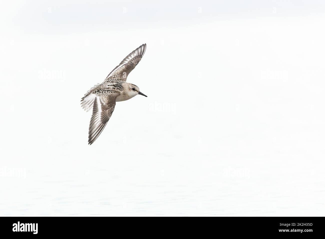 A sanderling (Calidris alba) in flight during fall migration on the ...
