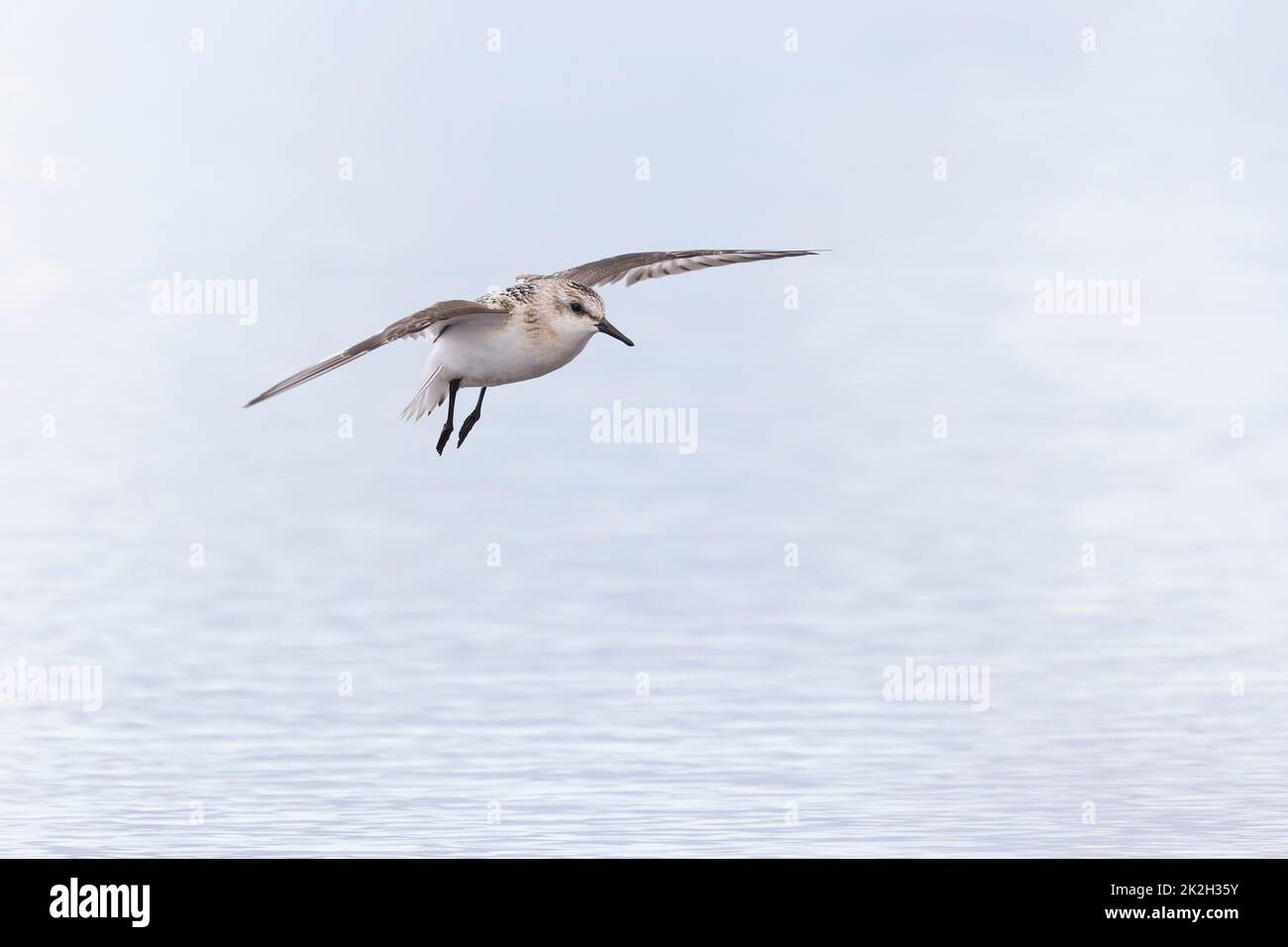 A sanderling (Calidris alba) in flight during fall migration on the ...