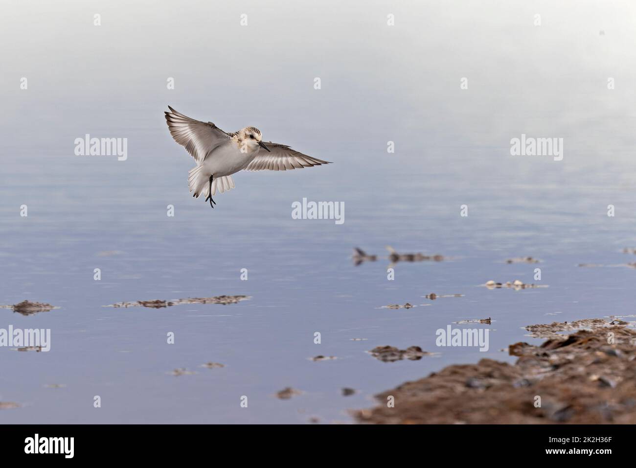 A sanderling (Calidris alba) in flight during fall migration on the ...