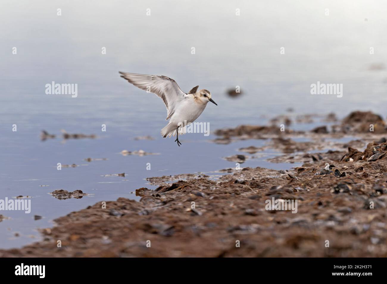 A sanderling (Calidris alba) in flight during fall migration on the ...