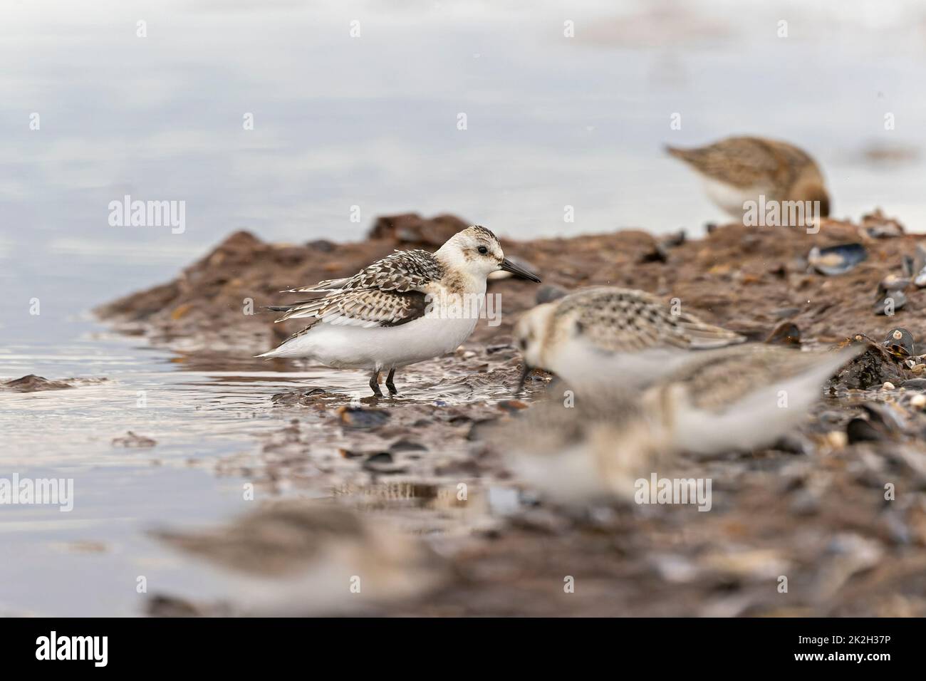 A sanderling (Calidris alba) foraging during fall migration on the ...