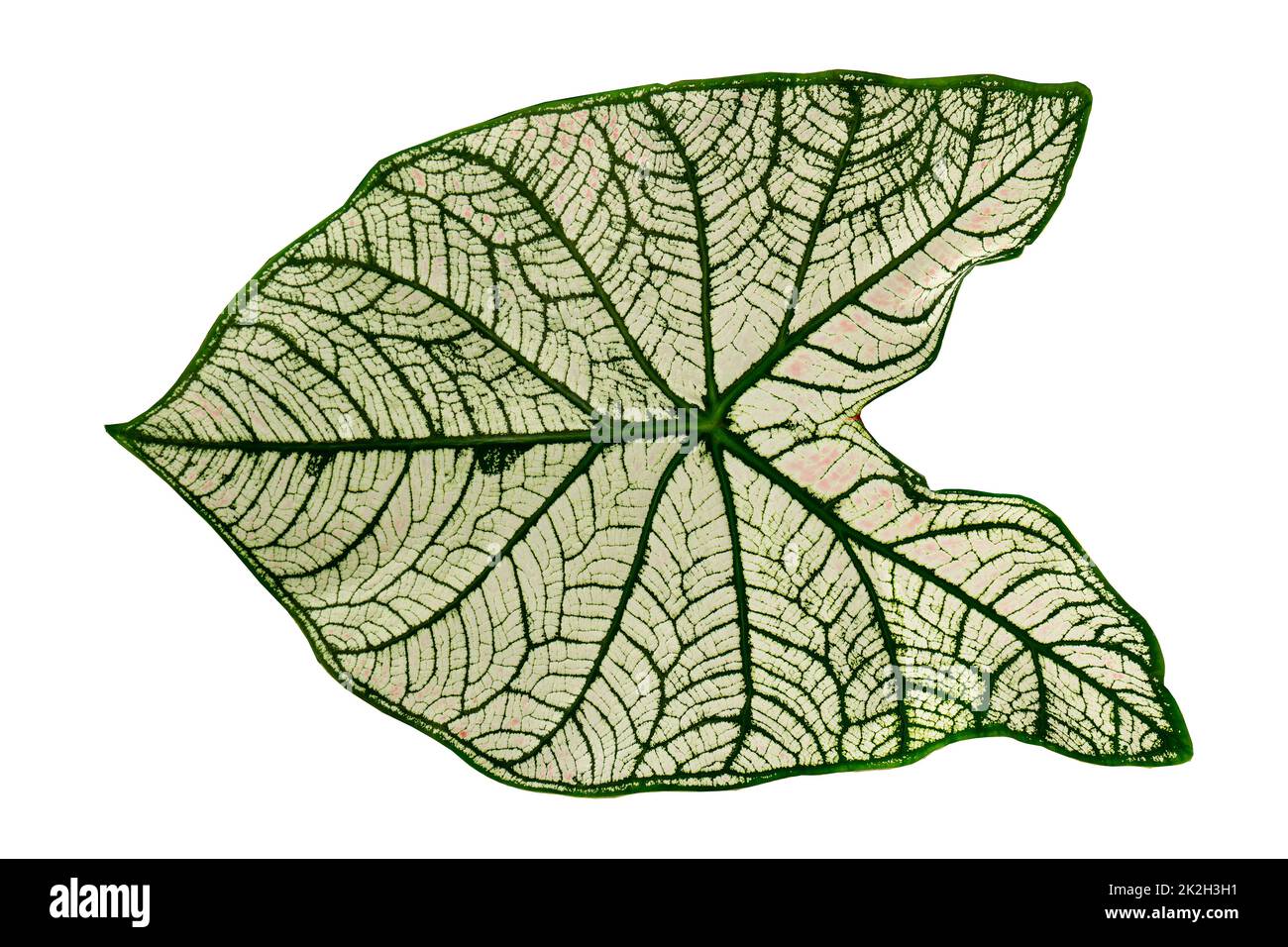 The leaves of the ornamental Taro plant are white with prominent green ...