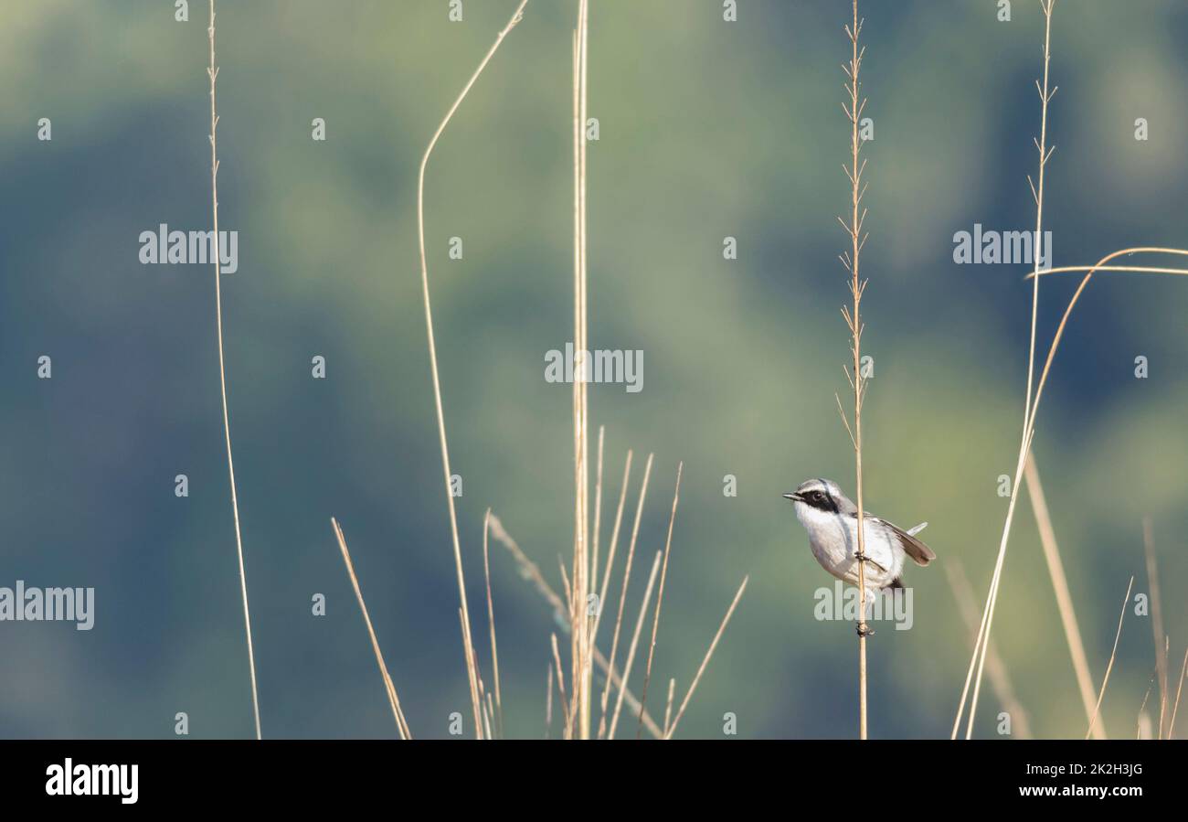 Balance visual hi-res stock photography and images - Alamy