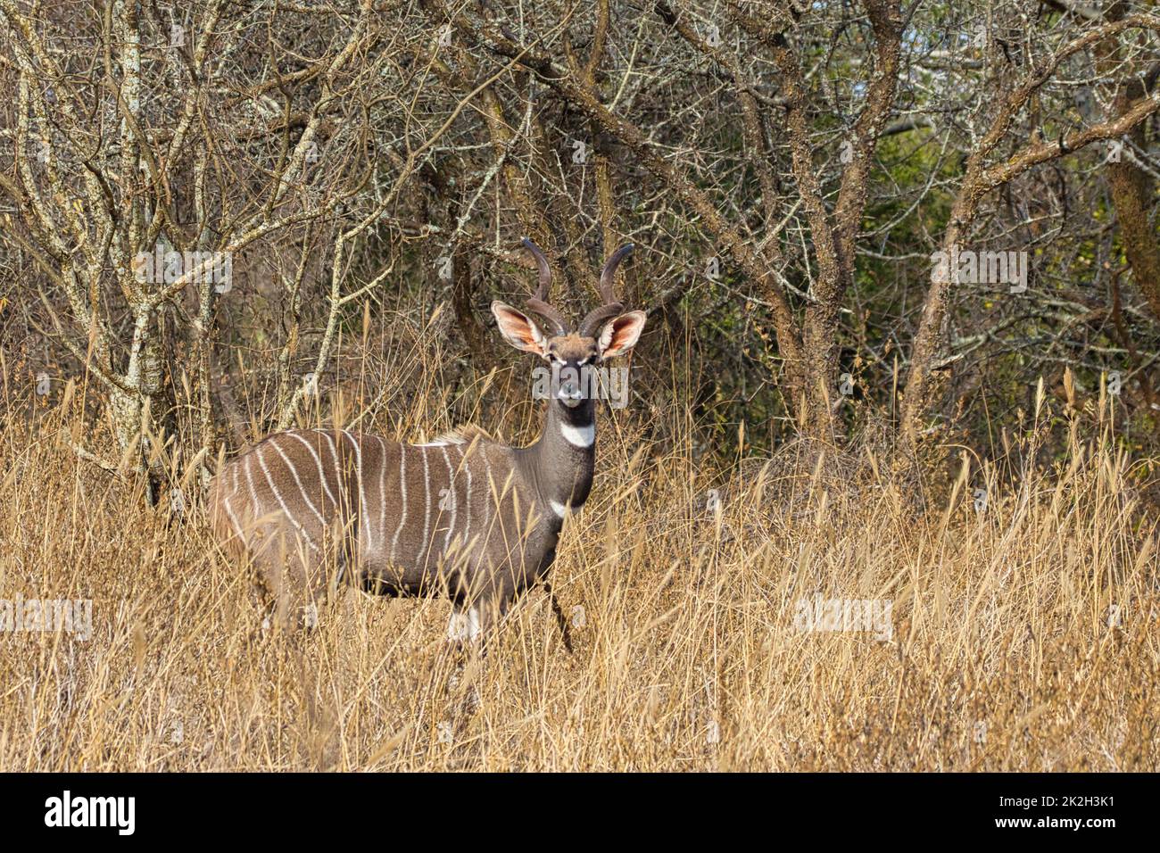 Lesser kudu, Tragelaphus imberbis, standing in tall grass in front of ...