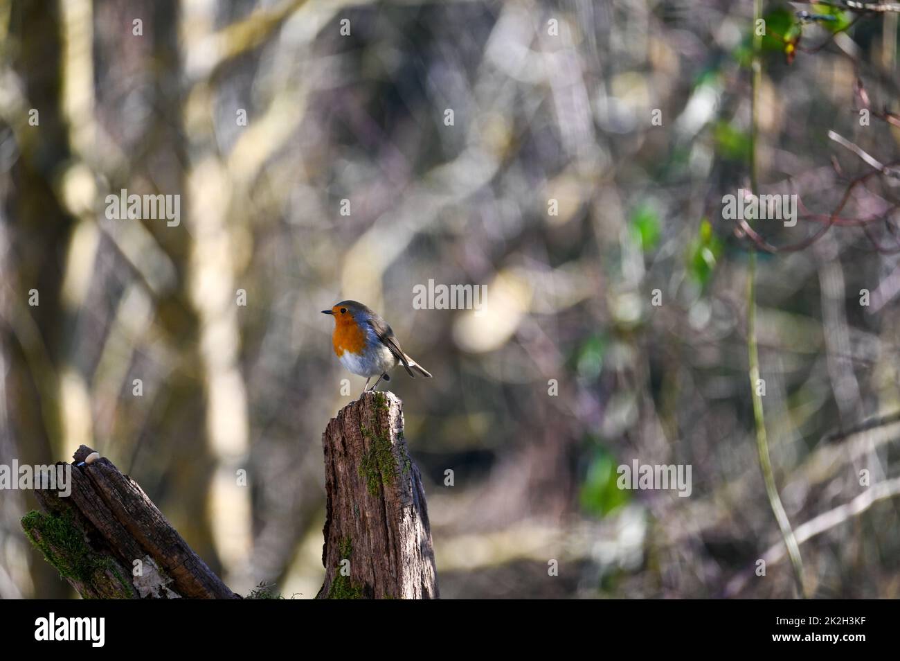 Robin bird in the nature Stock Photo - Alamy