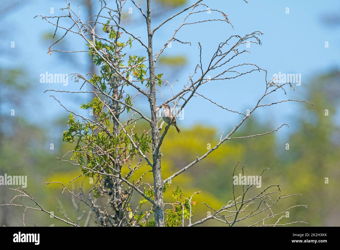 A Swamp Sparrow Singing in the Summer Sun Stock Photo - Alamy
