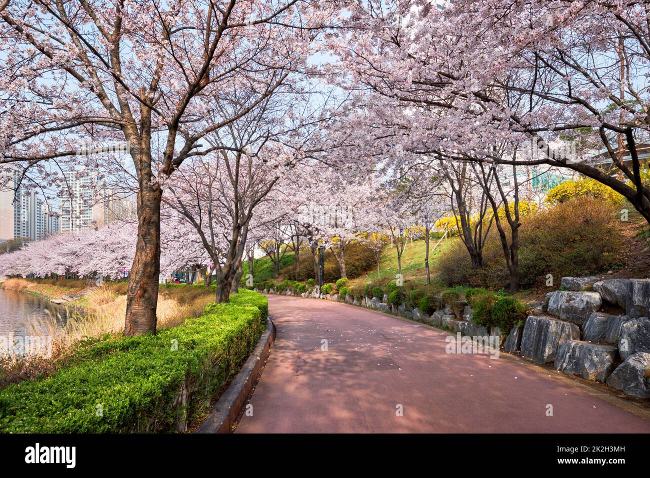 Cherry garden lane hi-res stock photography and images - Alamy