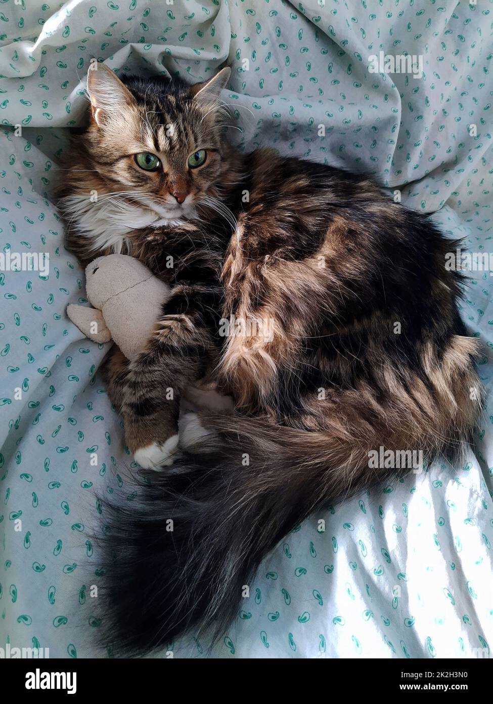 Soft toy cat hi-res stock photography and images - Alamy