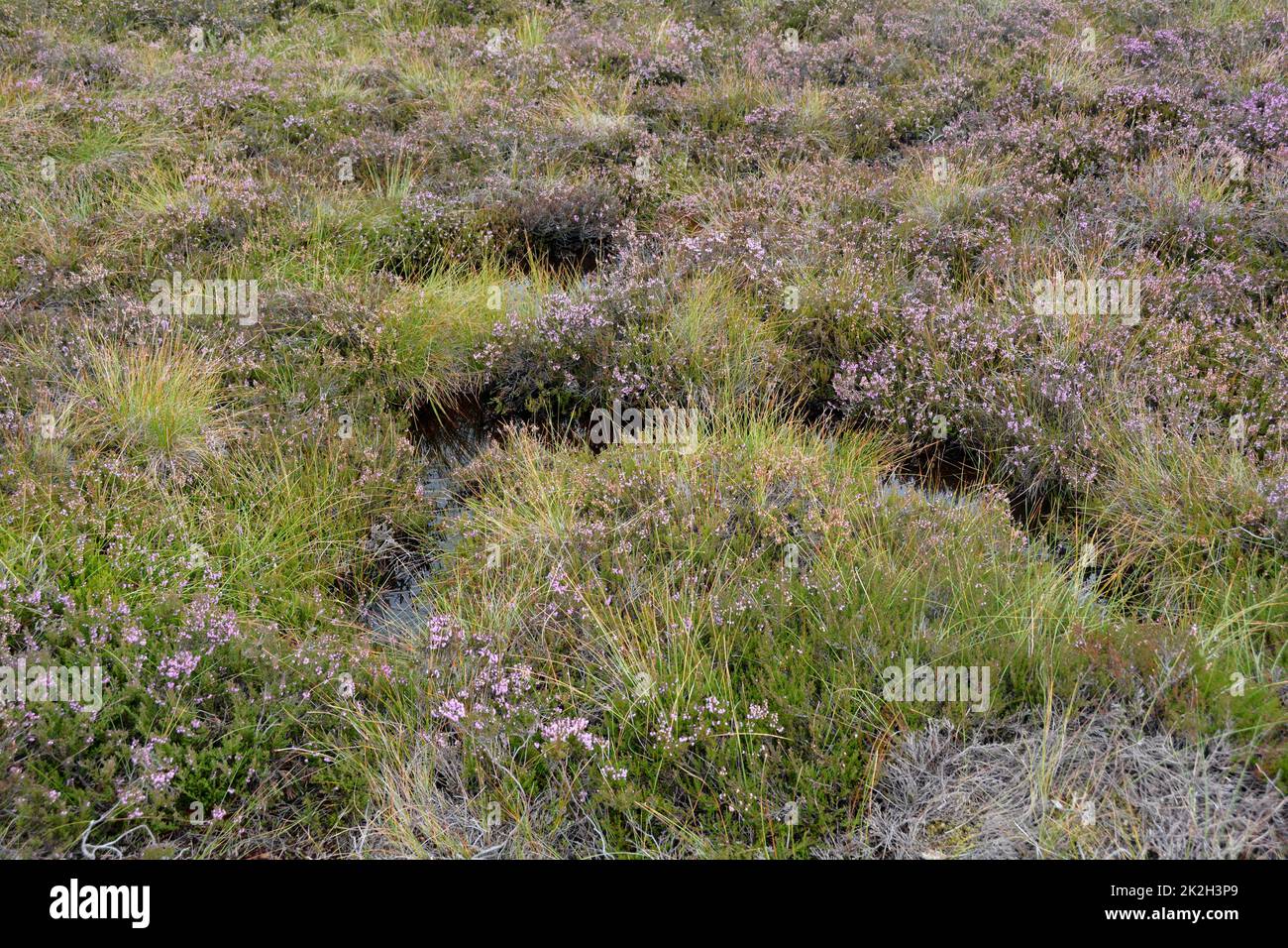 Bog eye with heather in the Black Moor Stock Photo - Alamy