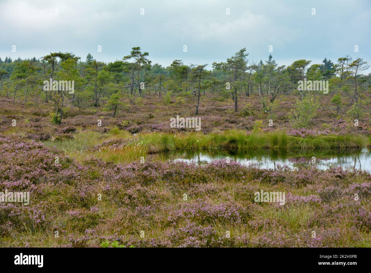 Moor eyes, heather and trees Stock Photo - Alamy